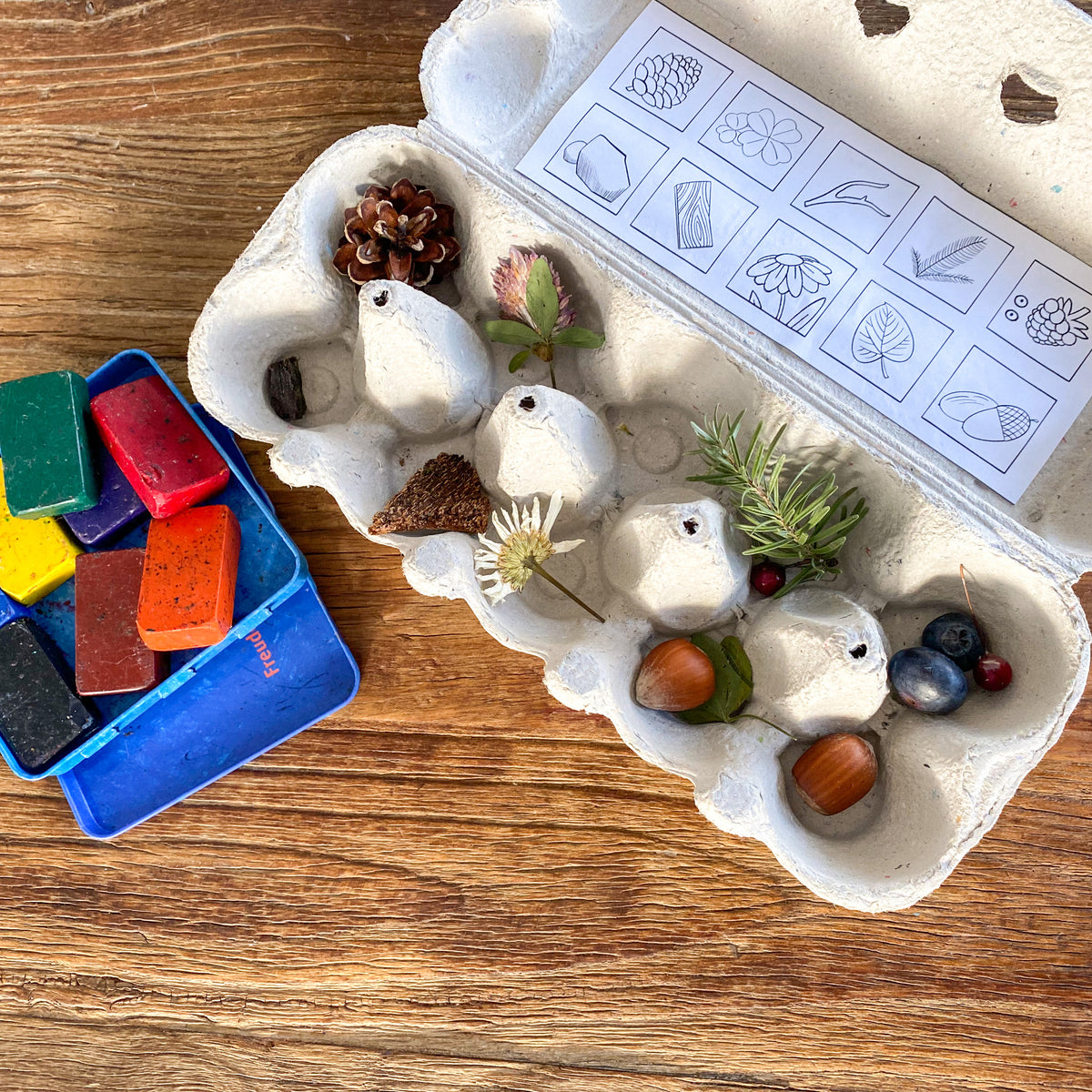 Natur Sammelbox Wald - Eierkarton Vorlage zum Ausdrucken als PDF – LillyGo